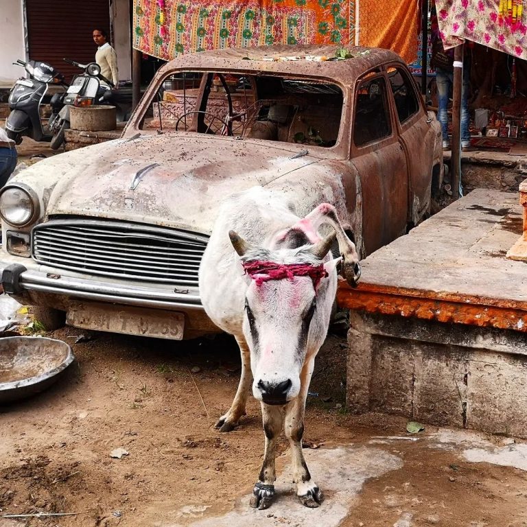 Op reis naar India? Lees waar je op moet letten als je naar India gaat ...